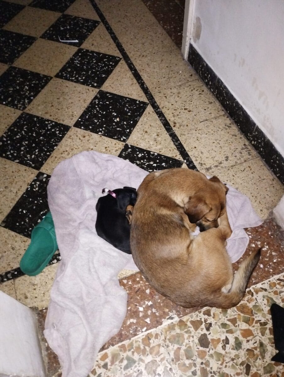 Paticorto hermoso - AdoptaGratis.com
