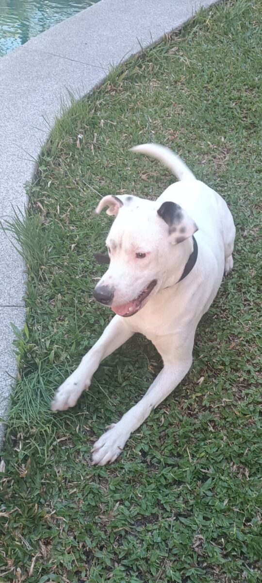 Villa Martelli archivos - AdoptaGratis.com